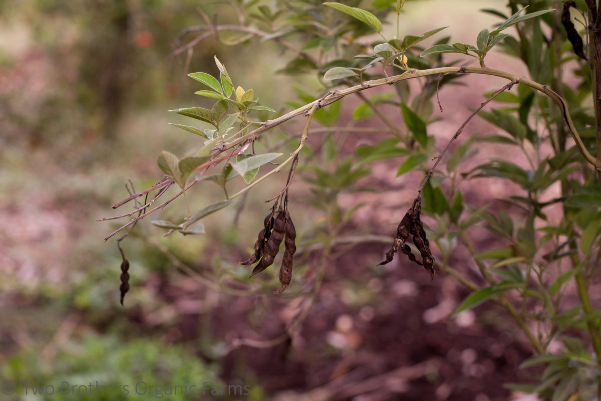 Indigenous Seeds - For the Soil. And its People. – USA Two Brothers Farms