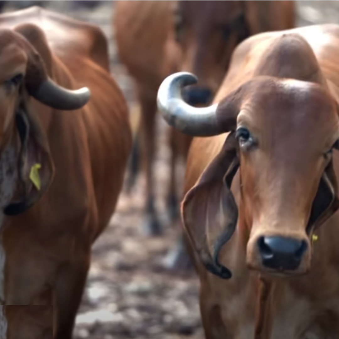 10 Incredible Health Benefits of Desi Cow Ghee – USA Two Brothers Farms